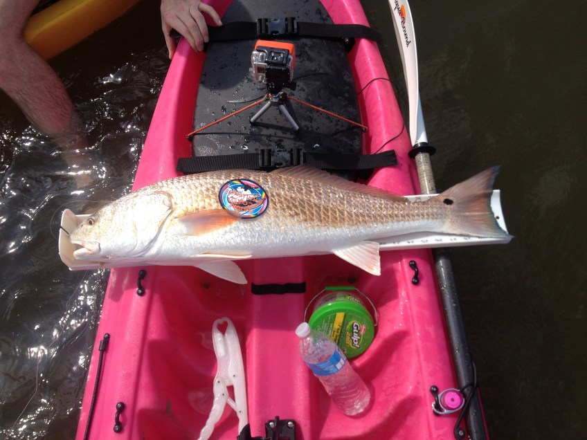 75. Redfish Measure 1 | Nature Coast Challenge